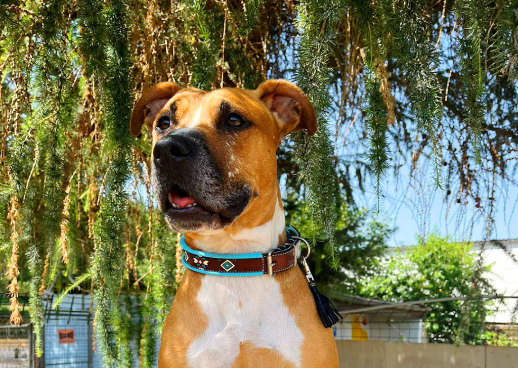 Yanicks Hundepension