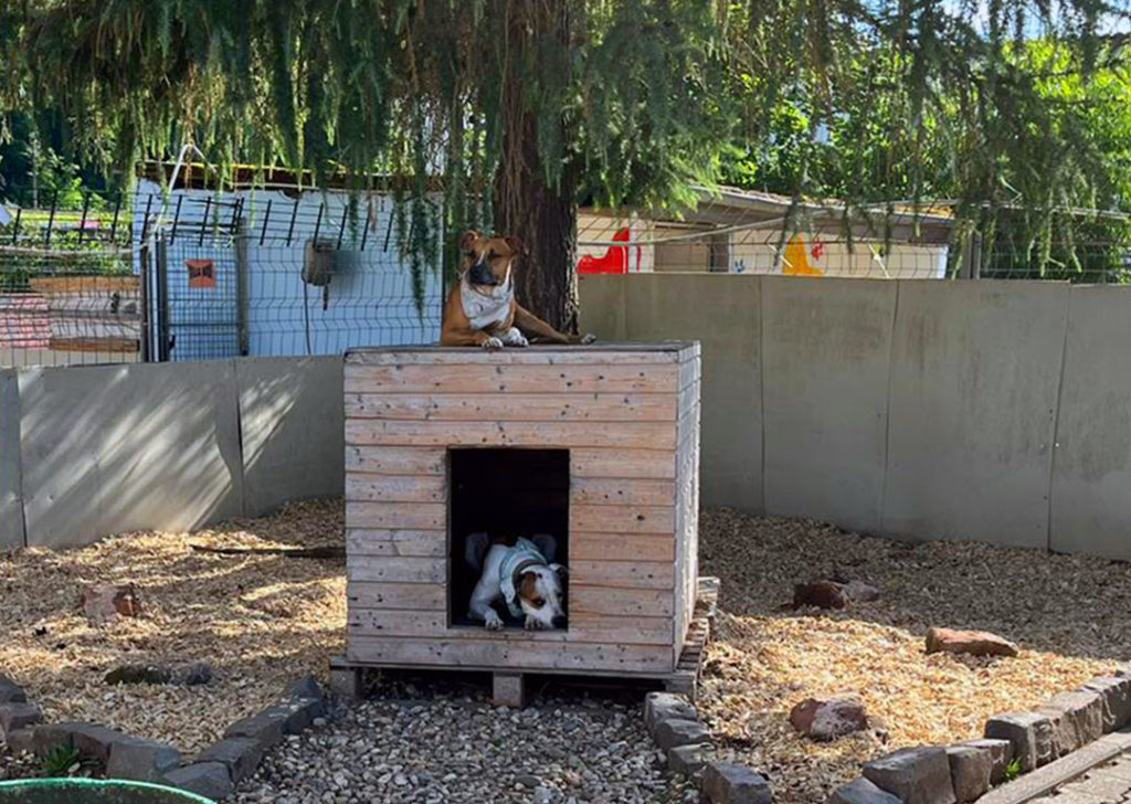 Yanicks Hundepension